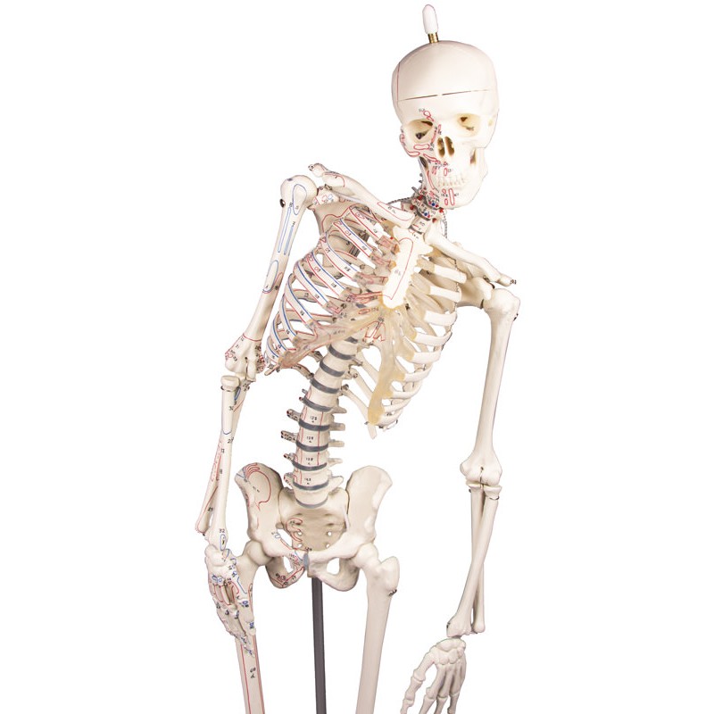 Detailed Miniature Model Skeleton Fred | Health and Care